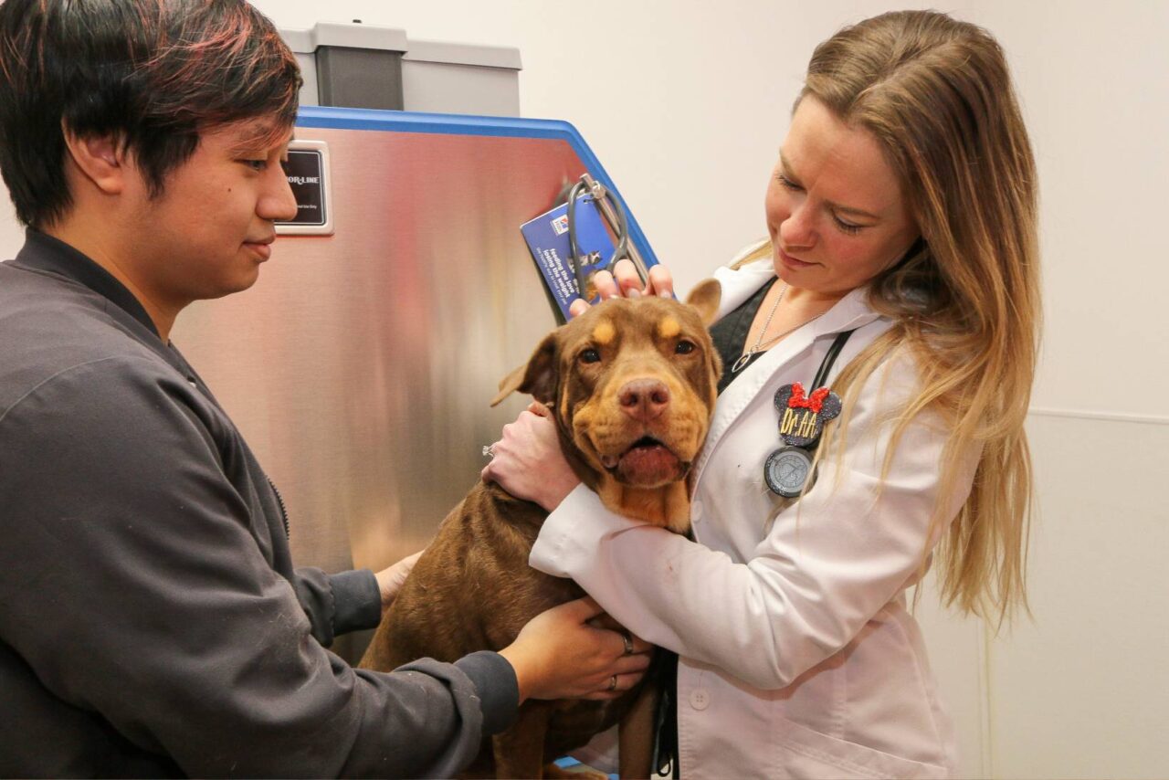 Vet Near Me Staten Island, NY | Bay Street Animal Hospital